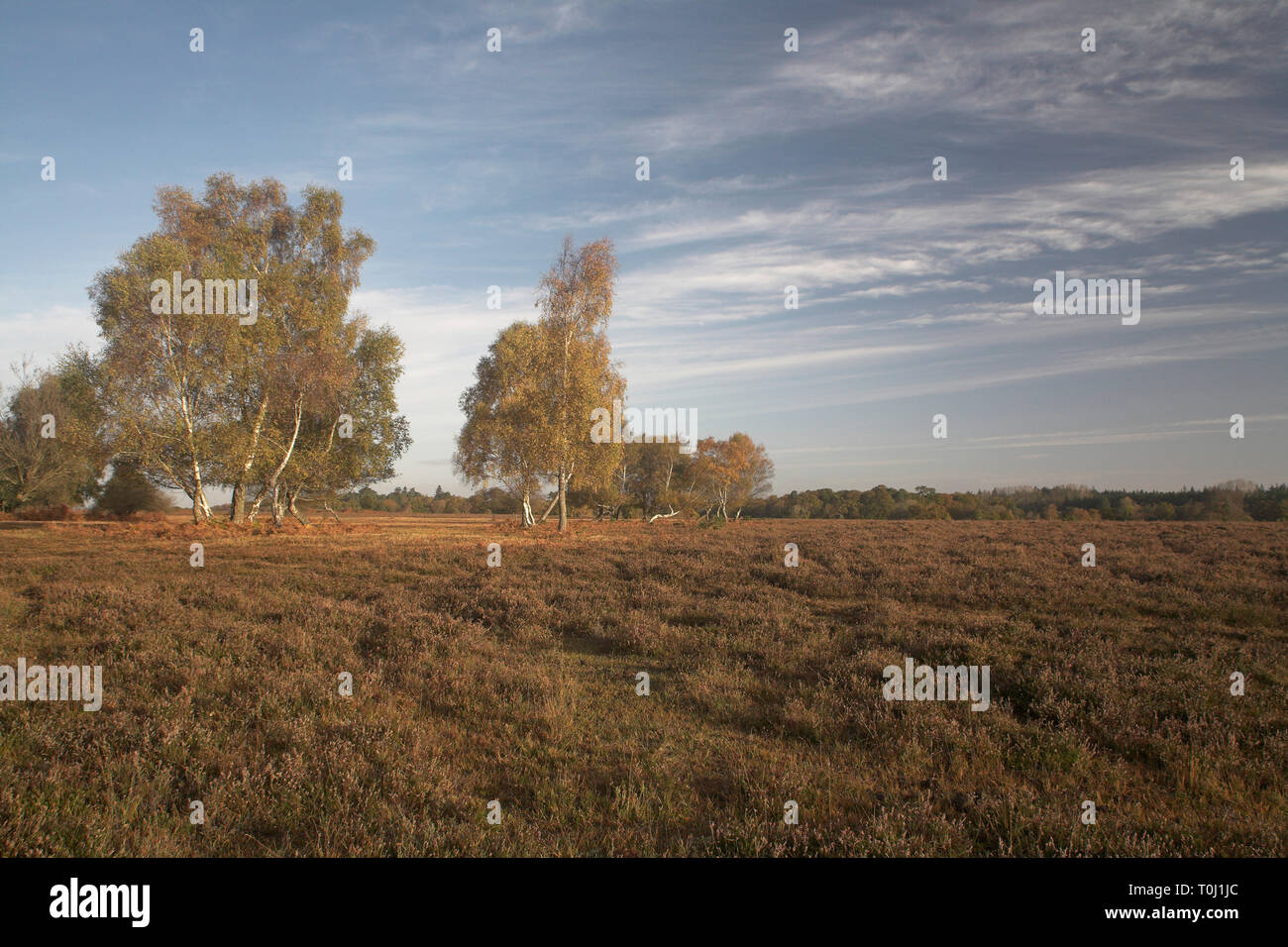 Edge of Matley Wood and Matley Holmes New Forest National Park England ...