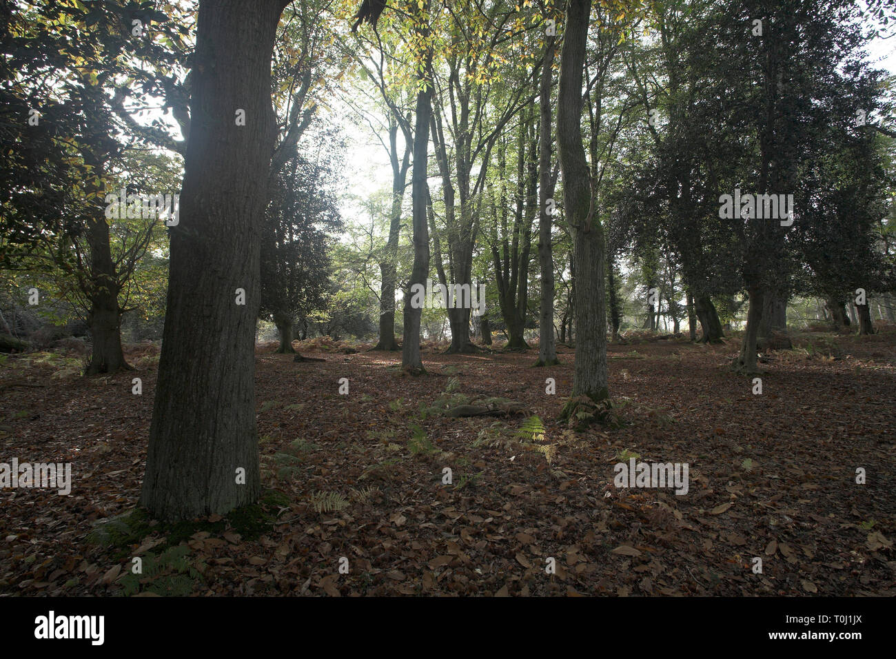 Matley Wood New Forest National Park England Stock Photo - Alamy