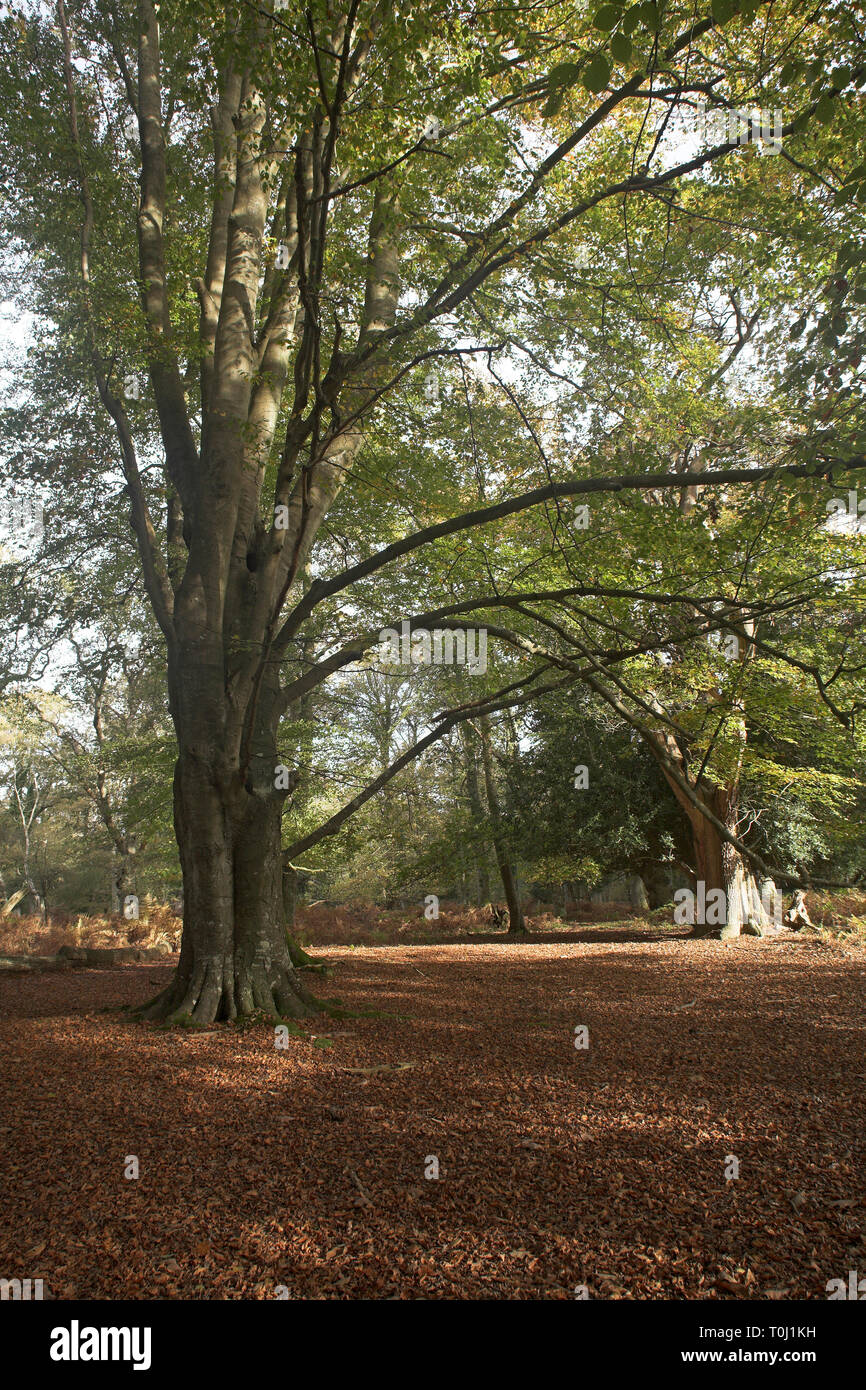 Matley hi-res stock photography and images - Alamy