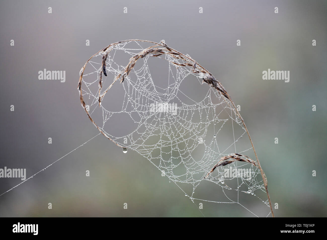 Cobweb and dew on grass stem Somerset Levels Somerset England Stock ...