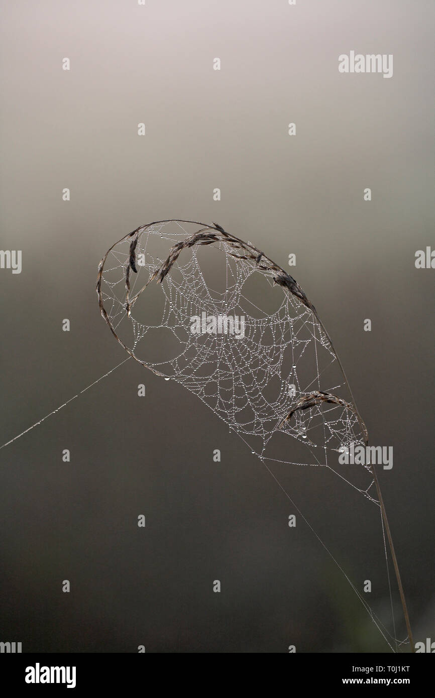 Cobweb and dew on grass stem Somerset Levels Somerset England Stock ...
