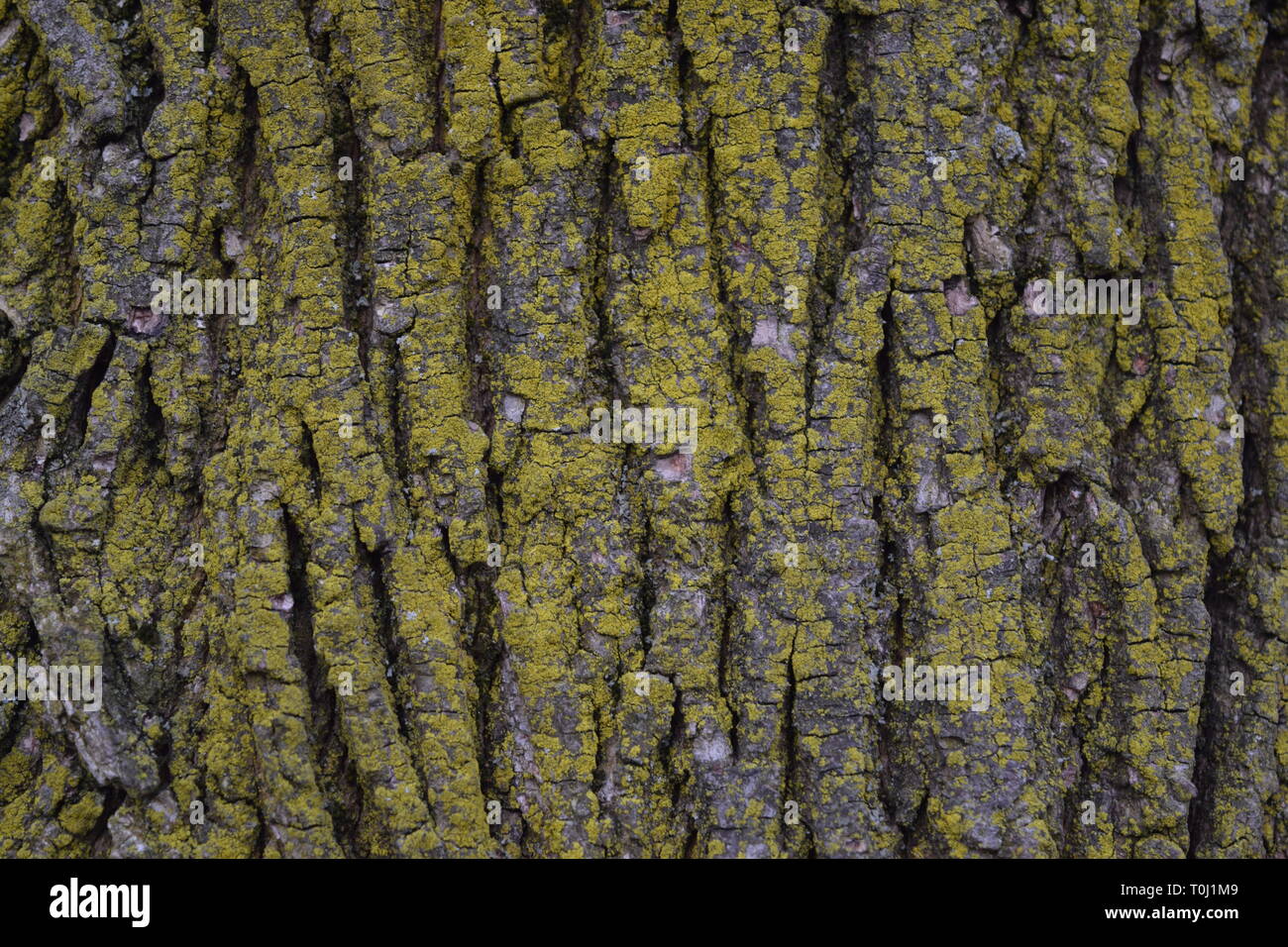 Mossy Tree Bark. Face On View, Rough Texture Stock Photo - Alamy