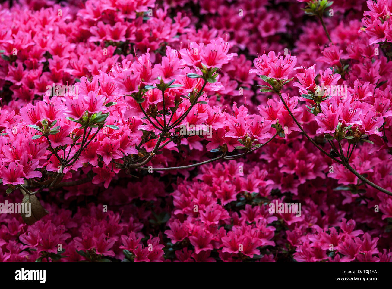 Close-up of brightly scarlet Azalea shrub with branch Stock Photo - Alamy