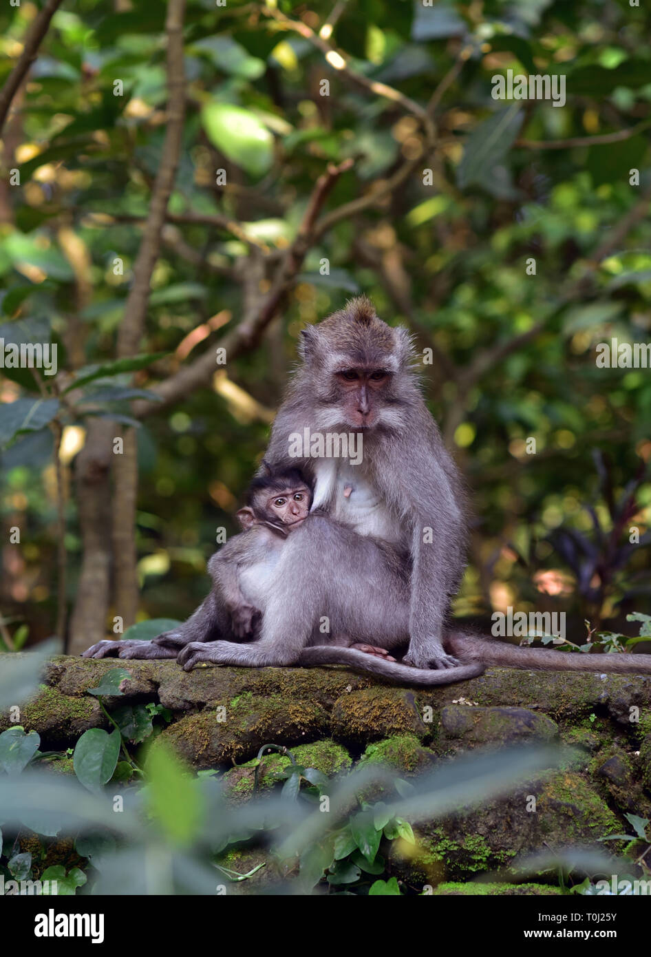 Mother and baby Long-Tailed Macaque monkeys at the sacred Monkey Forest ...