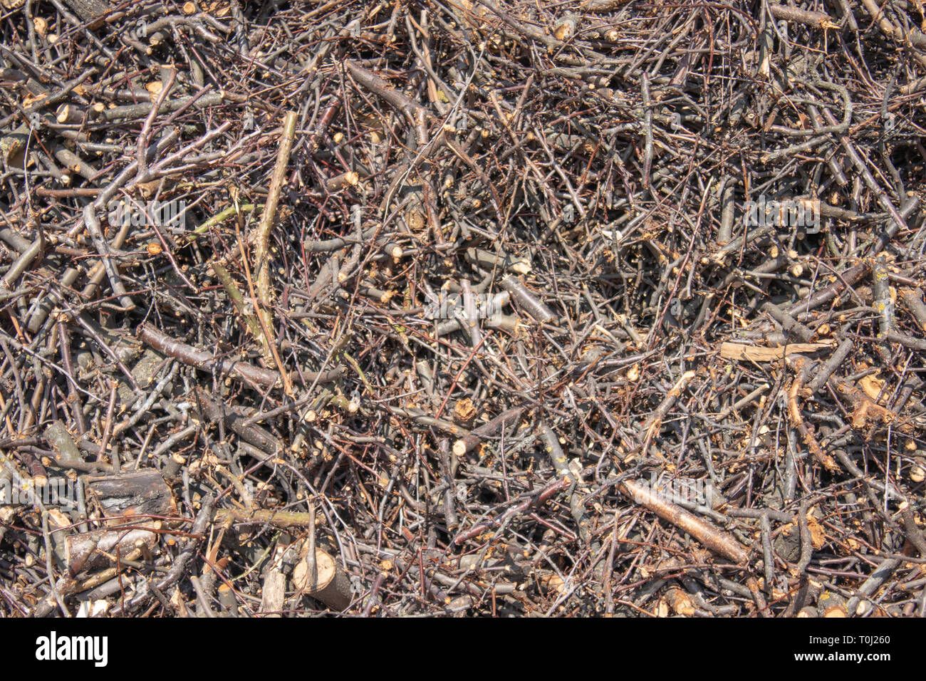 Small tree branches. Pieces of branches. Background from tree branches ...