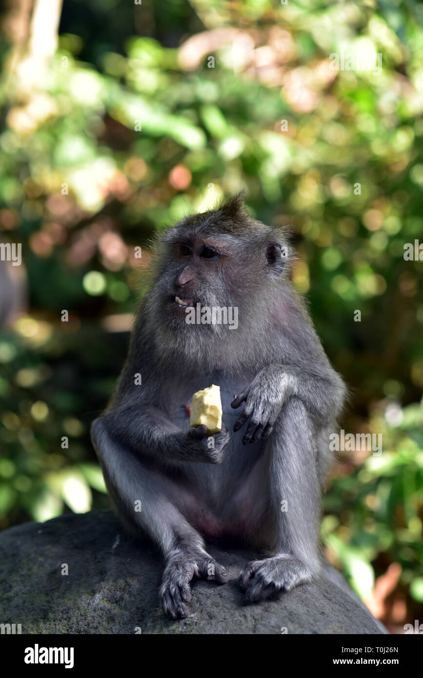 Balinese monkey eating food in the Sacred Monkey Forest Sanctuary in ...
