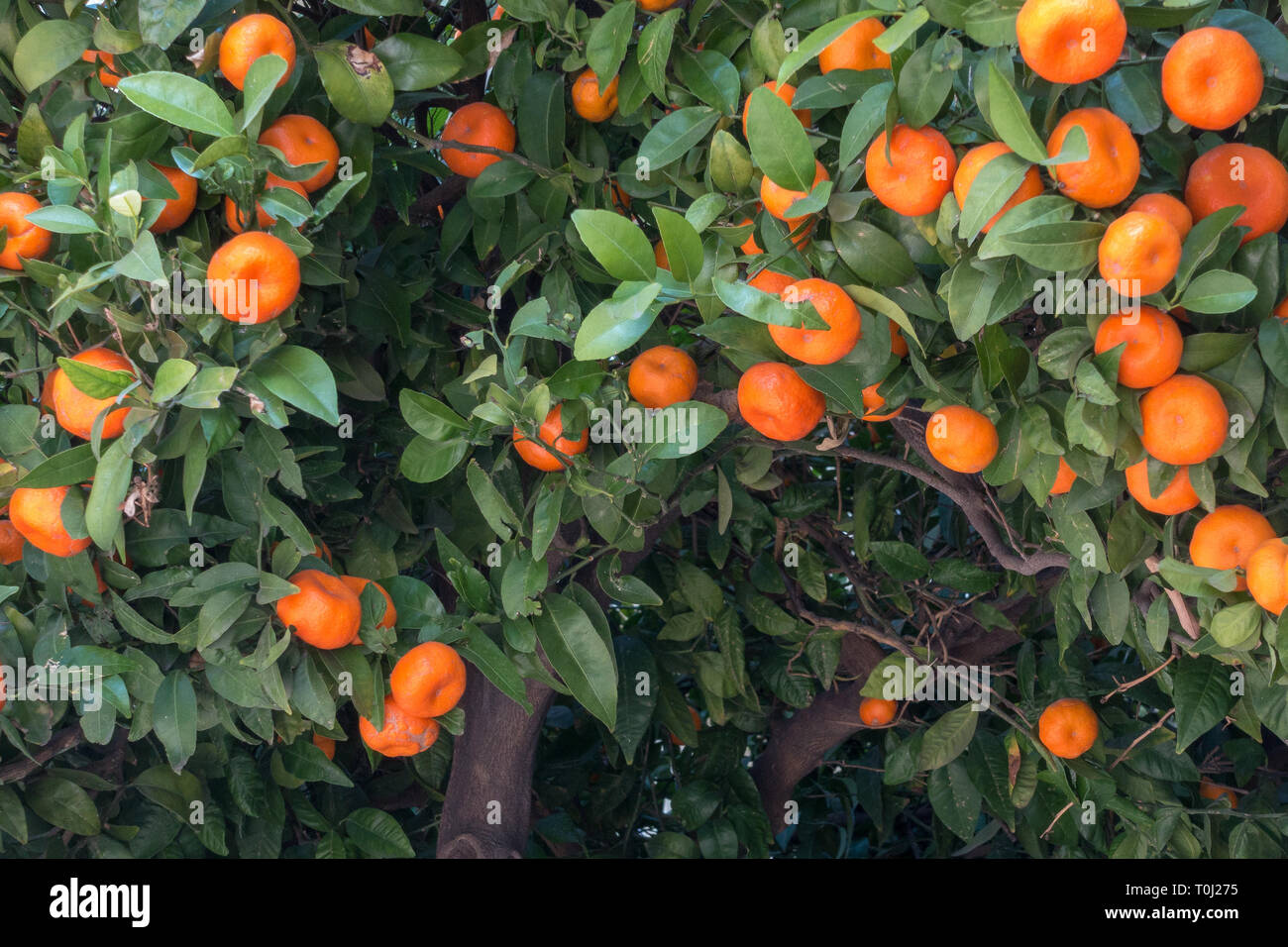 Orange tree in town square hi-res stock photography and images - Alamy