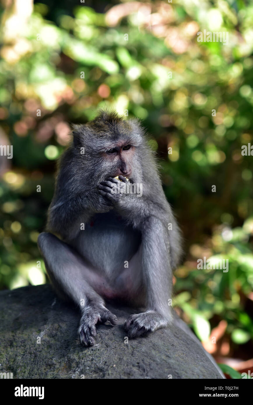 Balinese monkey eating food in the Sacred Monkey Forest Sanctuary in ...