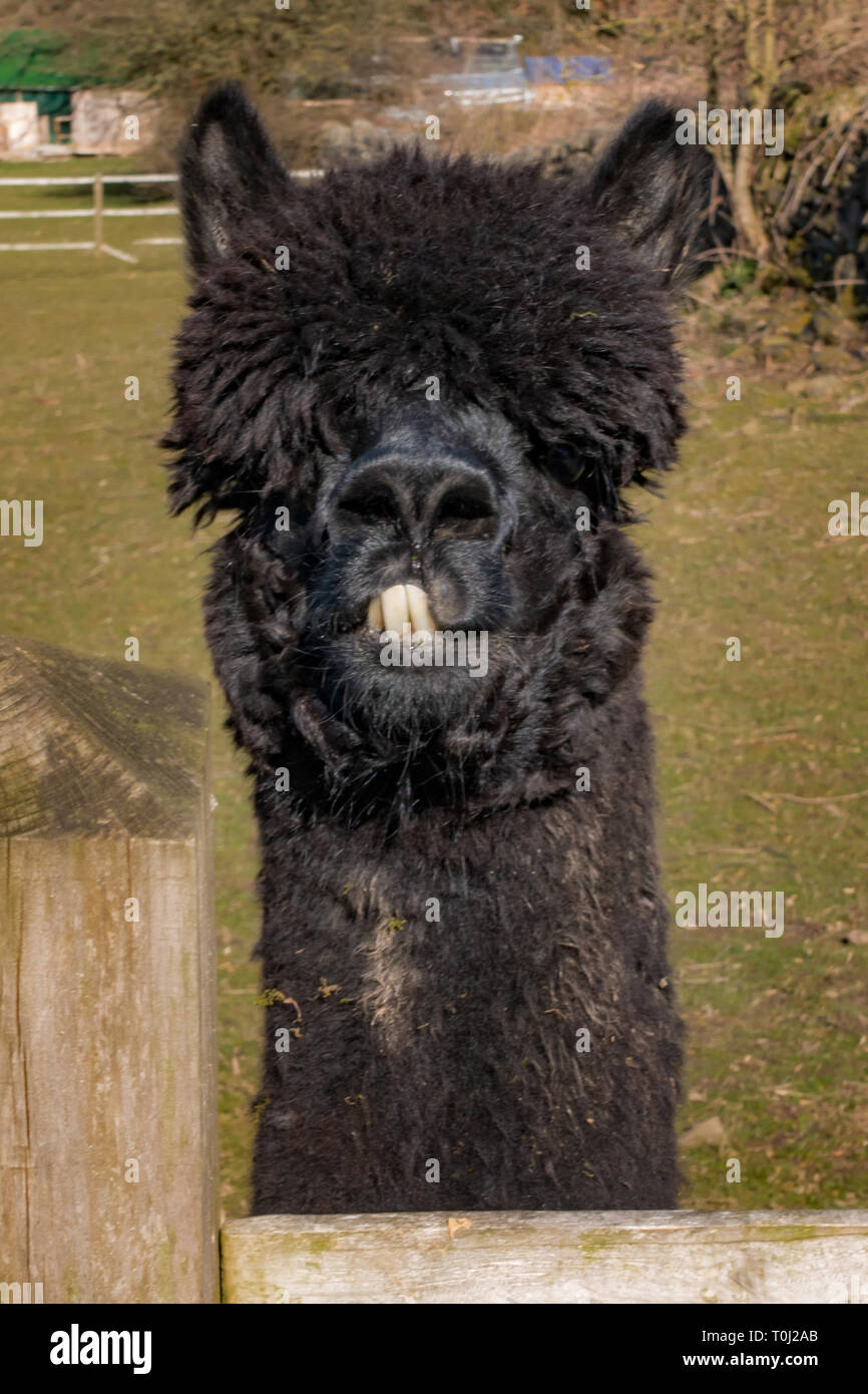 Black alpaca hi-res stock photography and images - Alamy