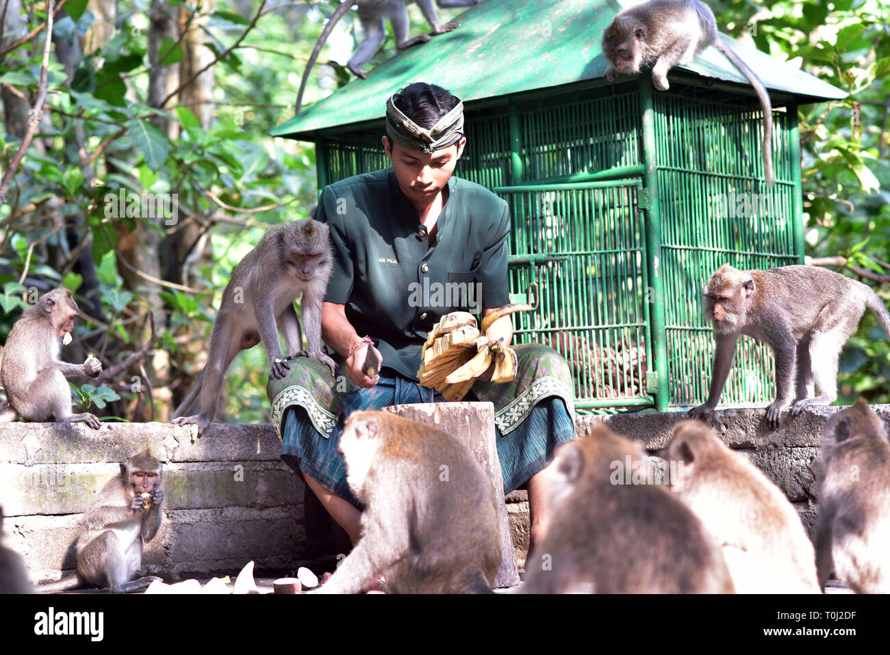 BALI - INDONESIA / 06.05.2018: Balinese Monkey guard in The Sacred ...