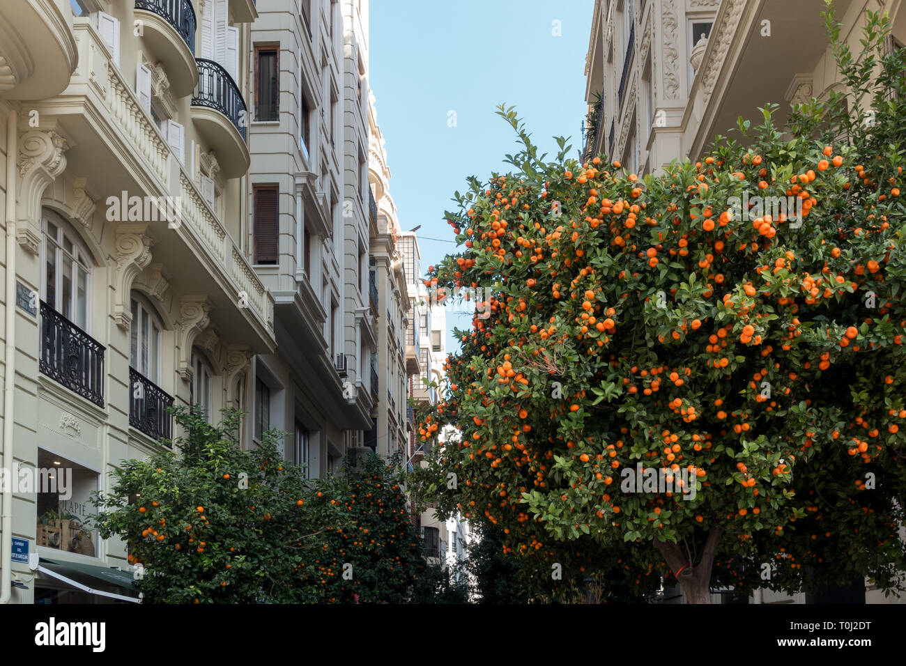 Valencia orange tree hi-res stock photography and images - Alamy