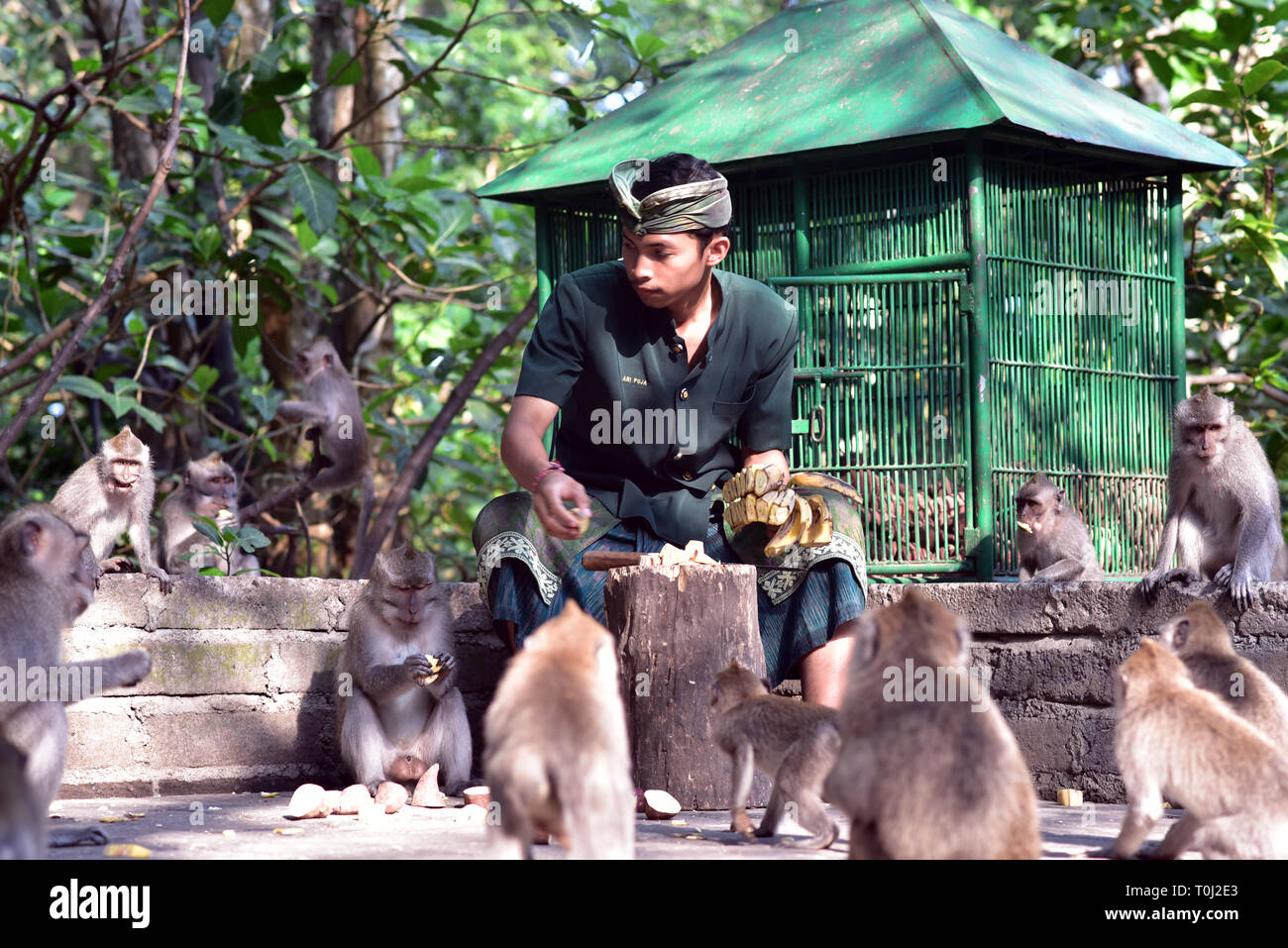 BALI - INDONESIA / 06.05.2018: Balinese Monkey guard in The Sacred ...