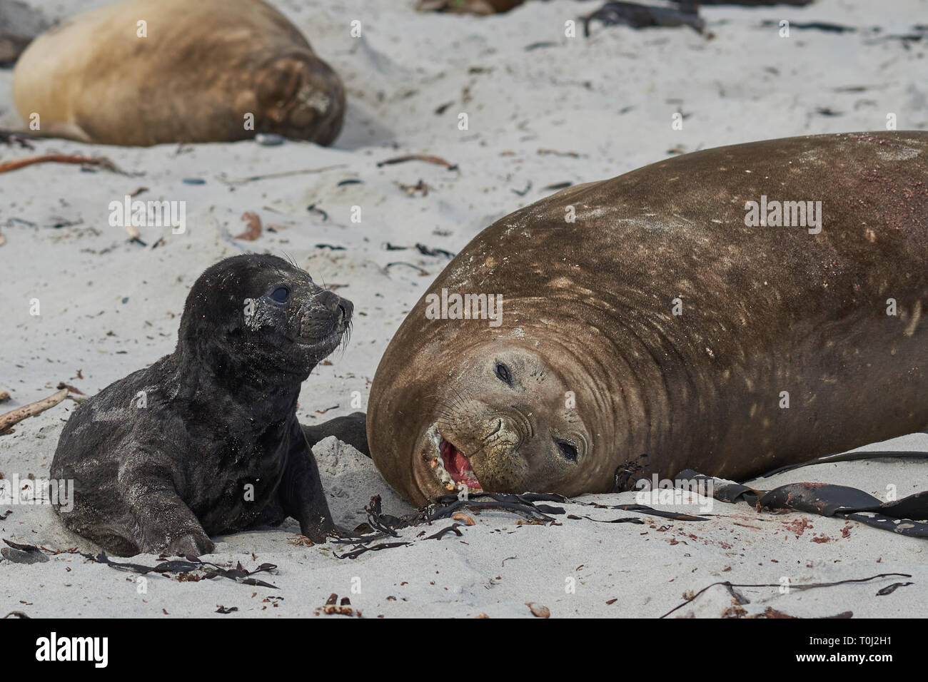 Baby elephant seal in water hi-res stock photography and images - Alamy