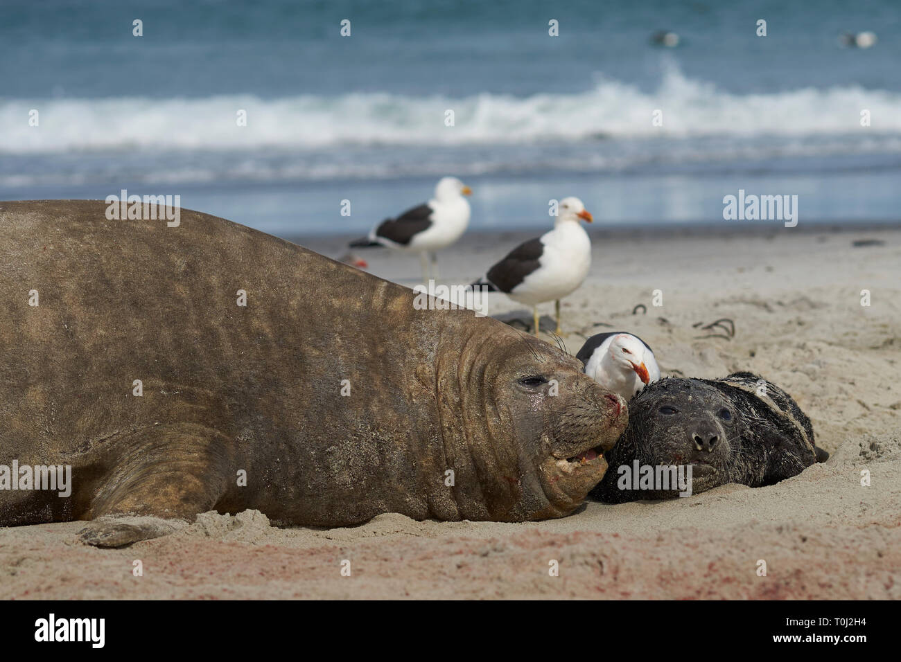 Baby elephant seal in water hi-res stock photography and images - Alamy