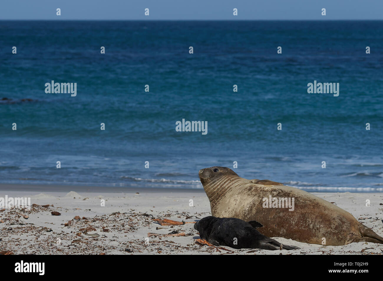 Baby elephant seal in water hi-res stock photography and images - Alamy