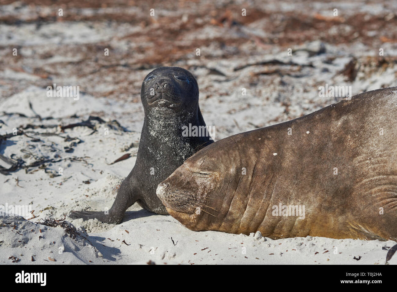 Baby elephant seal in water hi-res stock photography and images - Alamy