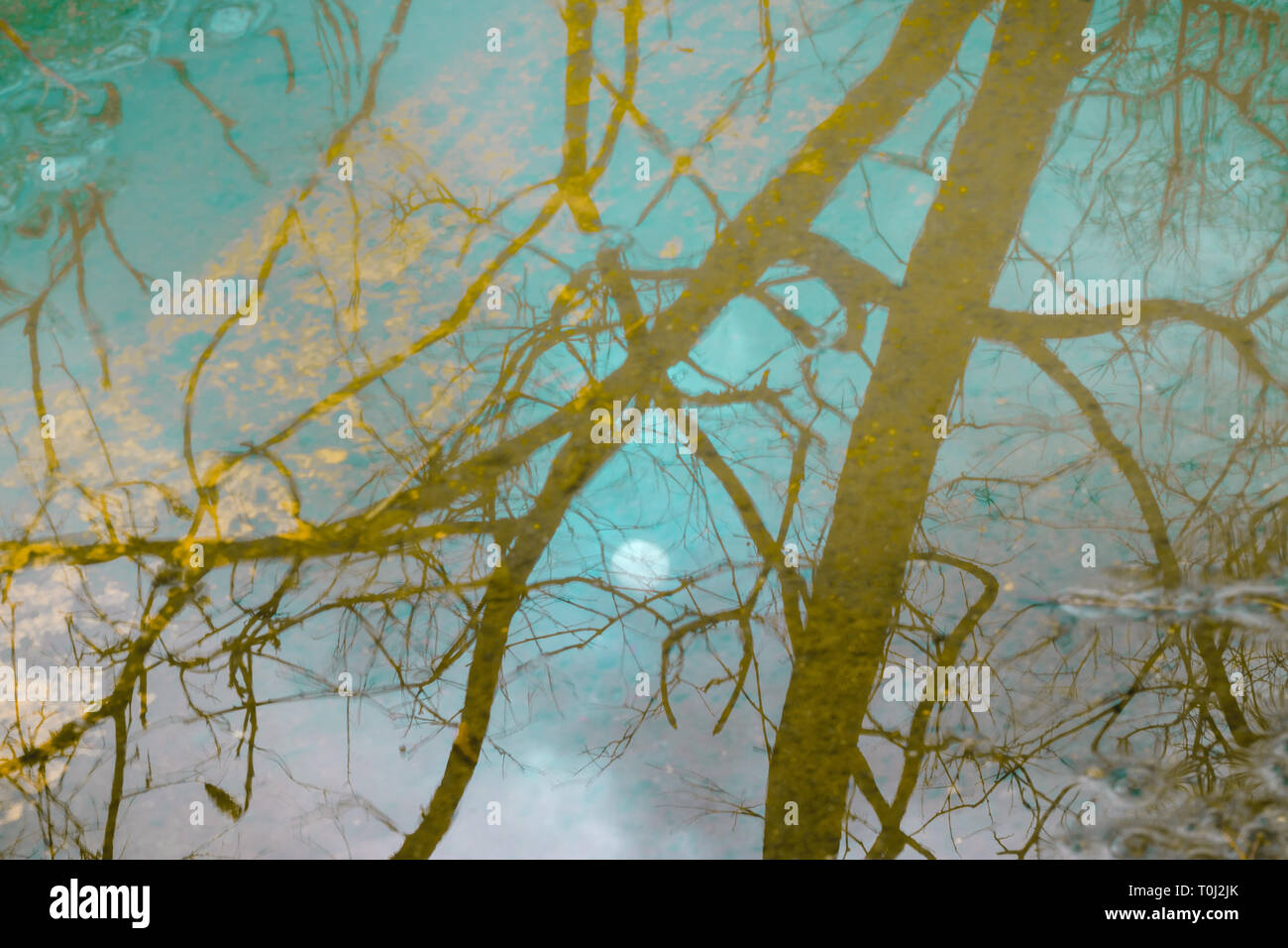 Winter reflections - trees reflected in water and ice. Soft colors ...