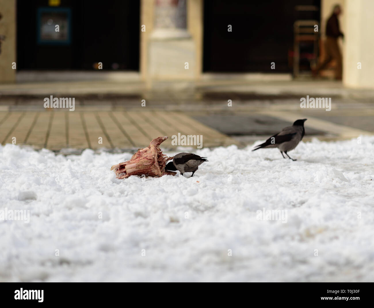 the birds eat a goat head in the snow Stock Photo - Alamy
