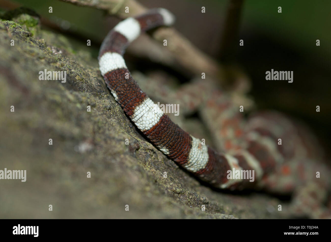 Tokay Gecko, Gekko gecko, tail, Klungkung, Bali, Indonesia Stock Photo ...