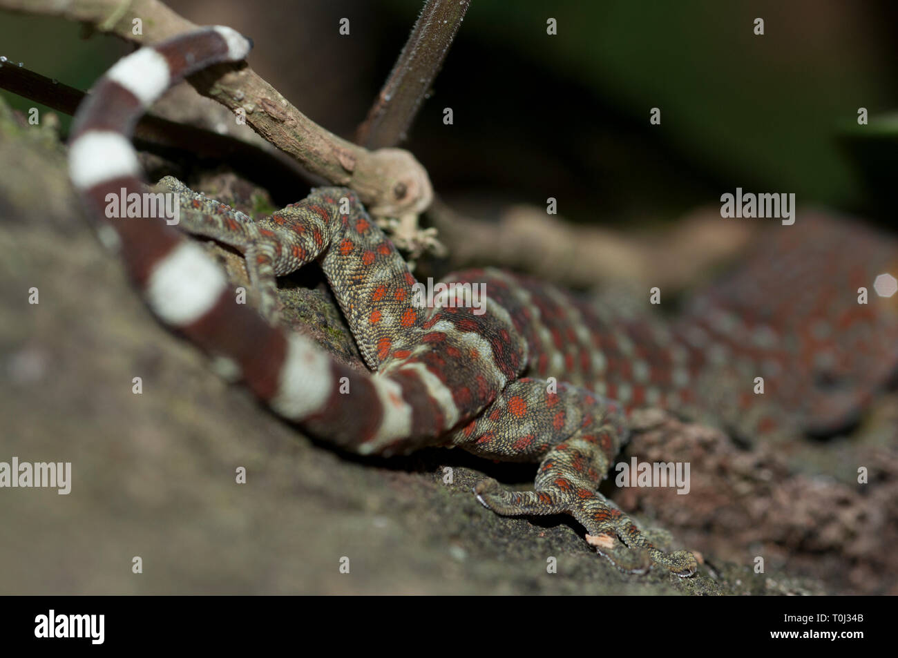 Tokay Gecko, Gekko gecko, tail, Klungkung, Bali, Indonesia Stock Photo ...