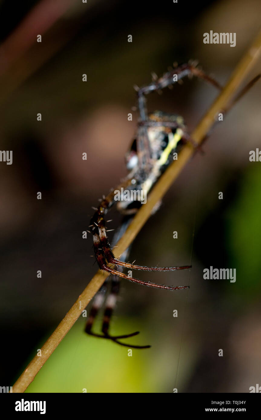 Female St. Andrew's Cross Spider, Argiope versicolor, legs, Klungkung ...