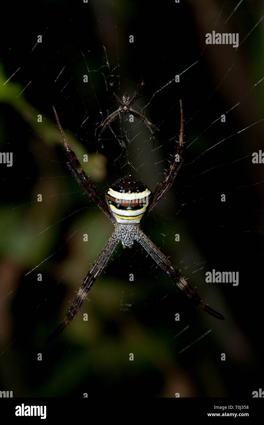 Female St Andrews Cross Spider High Resolution Stock Photography and ...