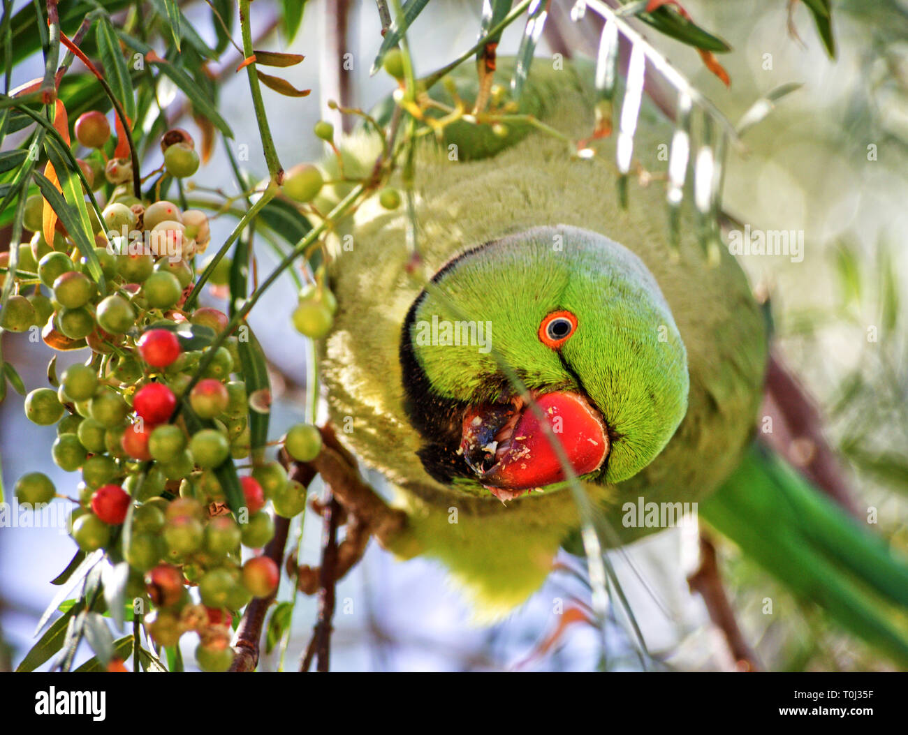 Kramer parrot hi-res stock photography and images - Alamy