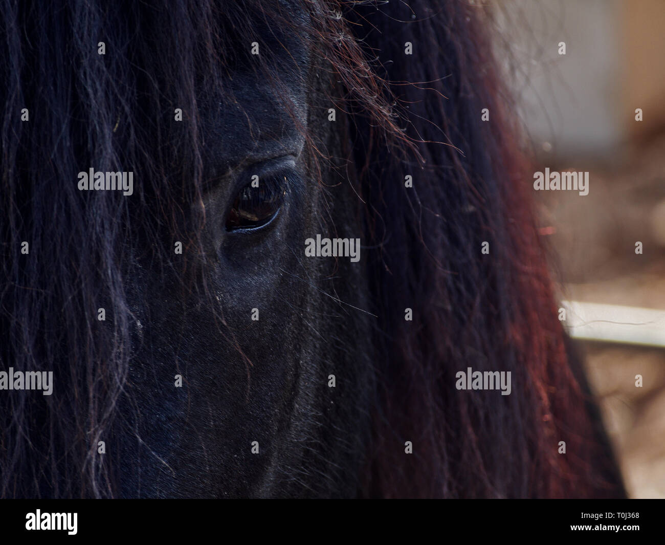 detail of black horse head Stock Photo - Alamy