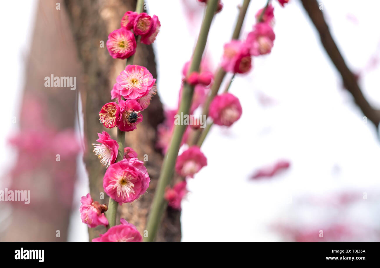 The Cherry Blossom tree at the Wuhan city, Hubei China. Every year of ...