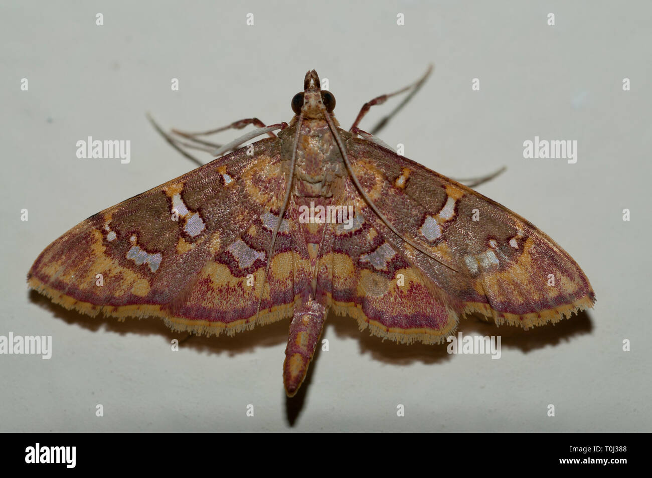 Snout Moth, Ischnurges gratiosalis, with unusual pattern, Klungkung ...