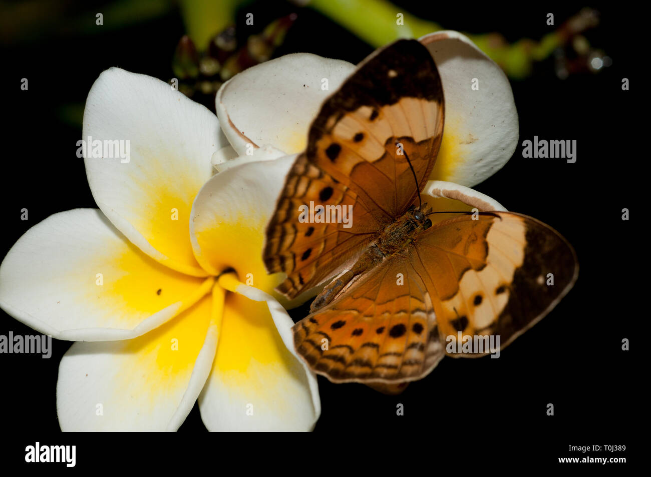 Cupha erymathis hi-res stock photography and images - Alamy