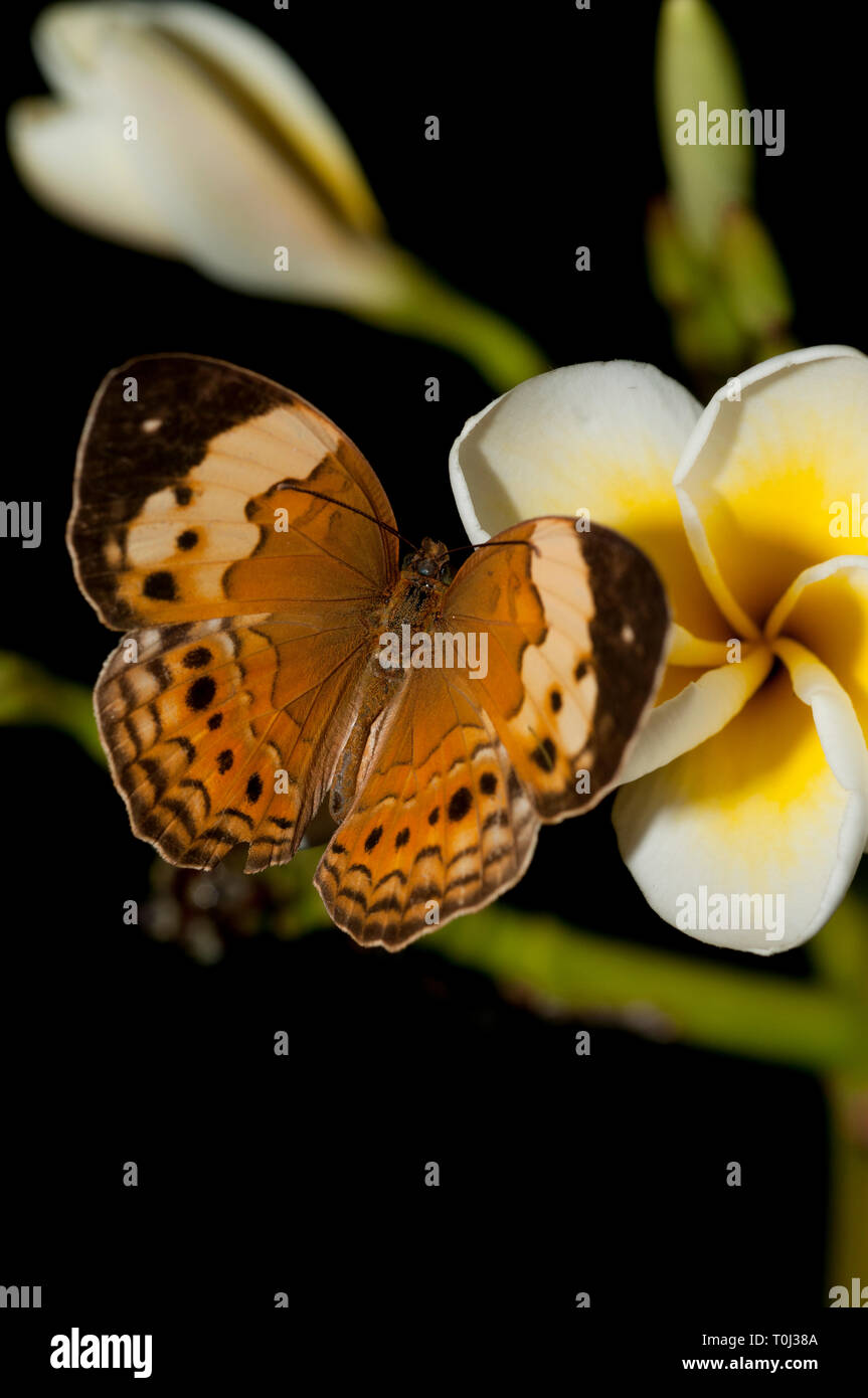 Cupha erymathis hi-res stock photography and images - Alamy