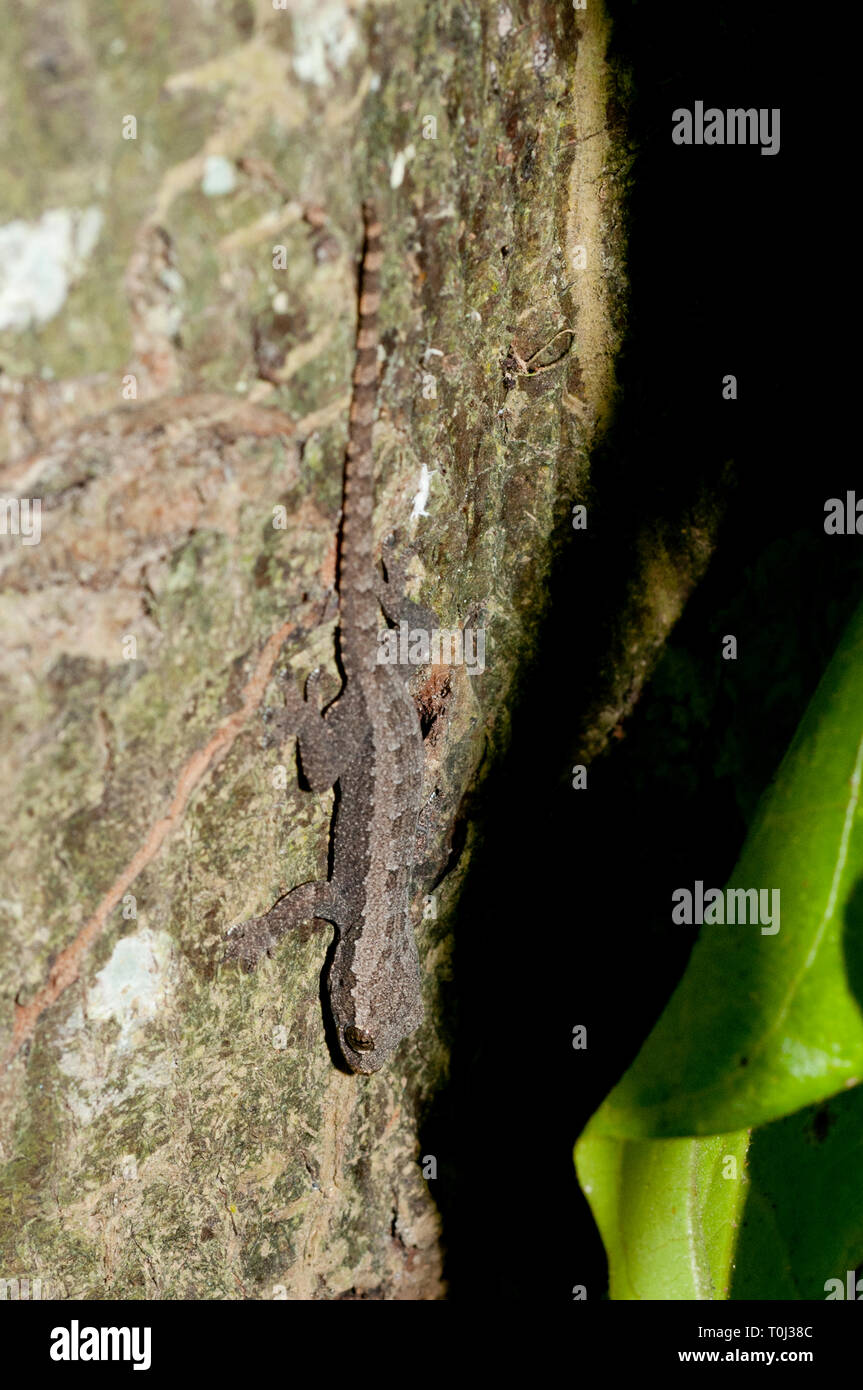 Asian House Gecko, Hemidactylus frenatus, camouflaged on tree ...