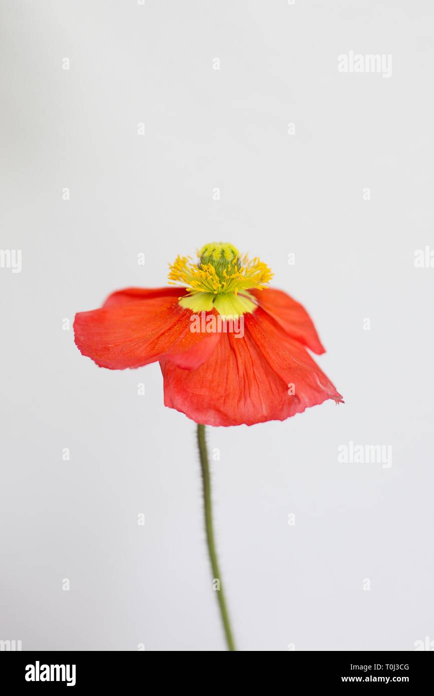 A single red poppy against a white background Stock Photo - Alamy