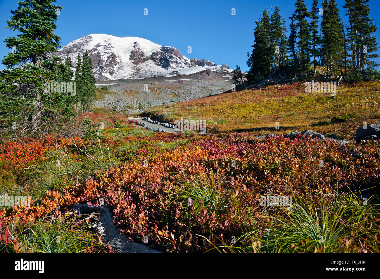 Huckleberry bushes hi-res stock photography and images - Alamy