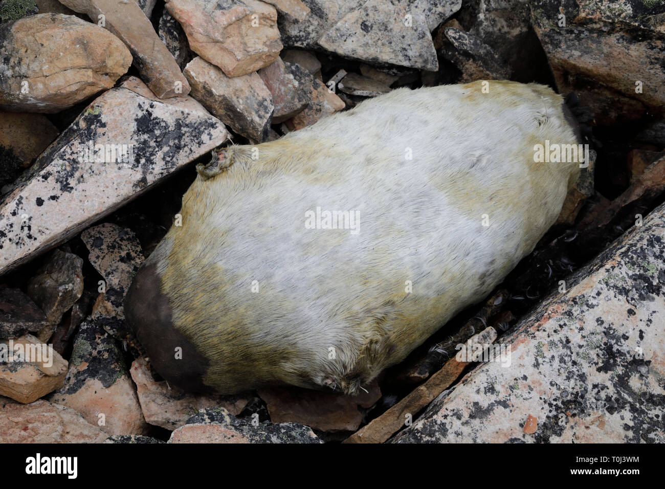 Kiviak hi-res stock photography and images - Alamy