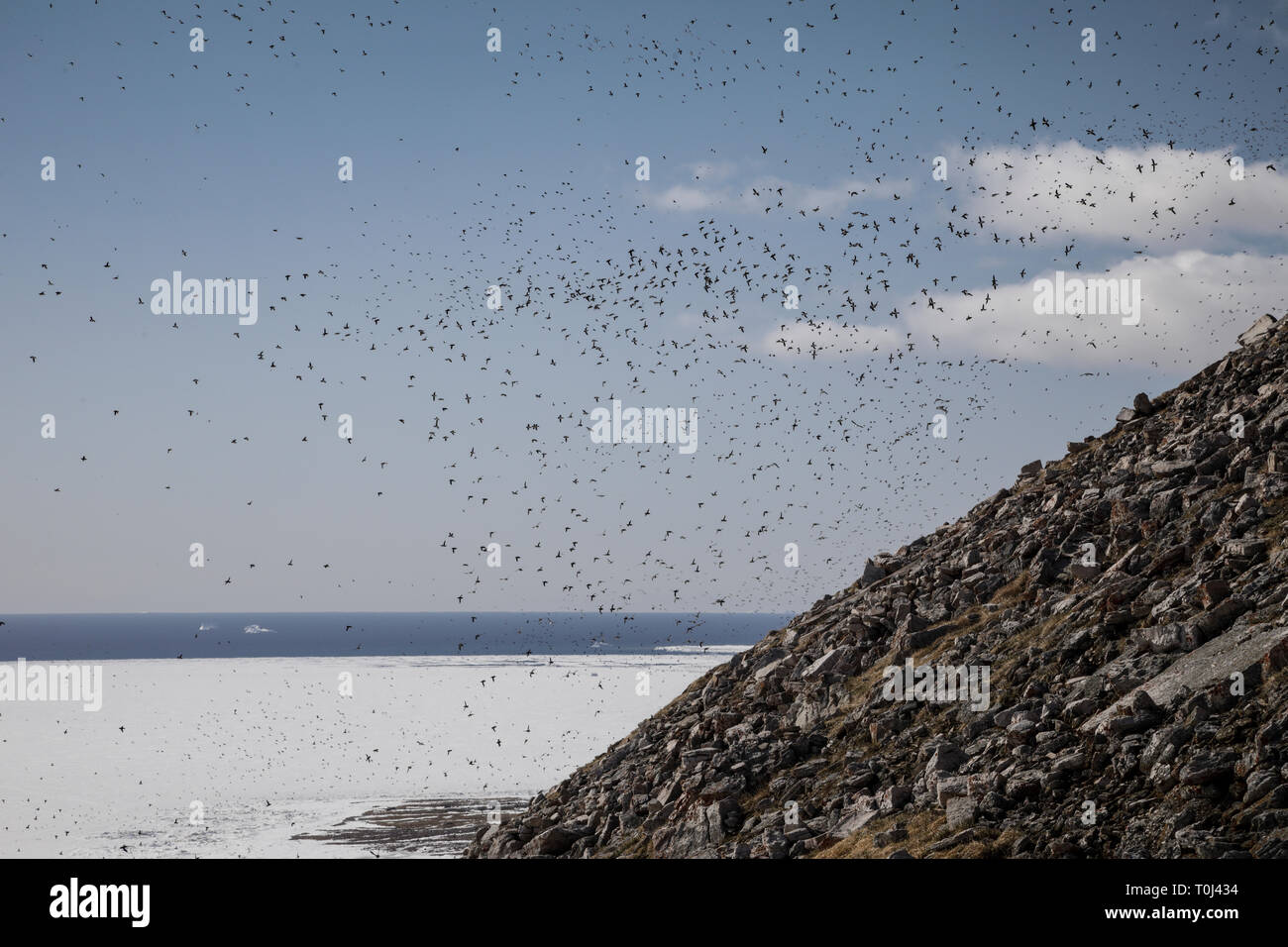 Large flocks of Little Auks flying around cliffs Stock Photo - Alamy