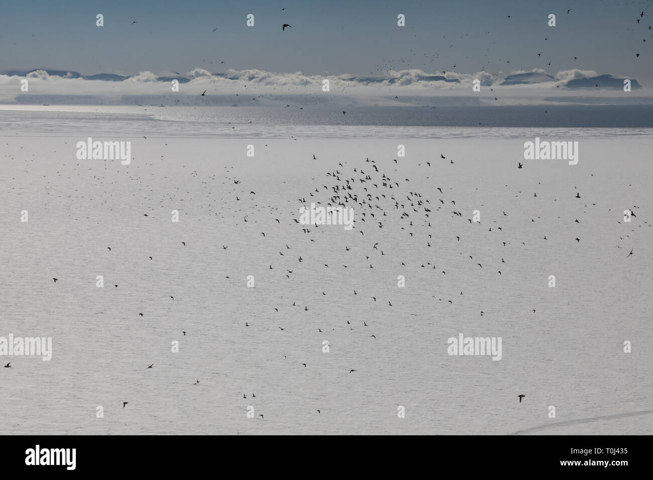 Little auks greenland hi-res stock photography and images - Alamy
