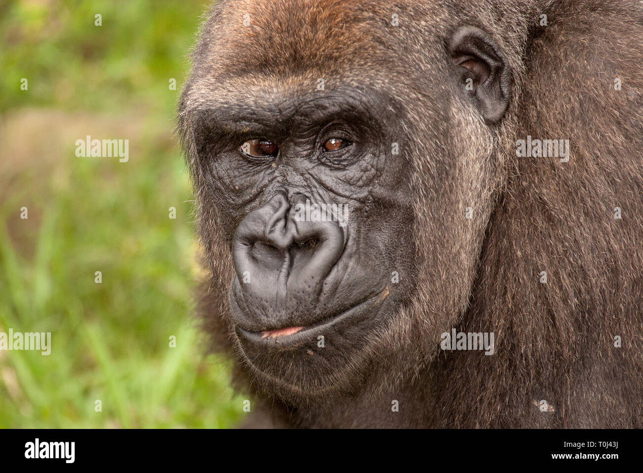 Western Lowland Gorilla Stock Photo - Alamy