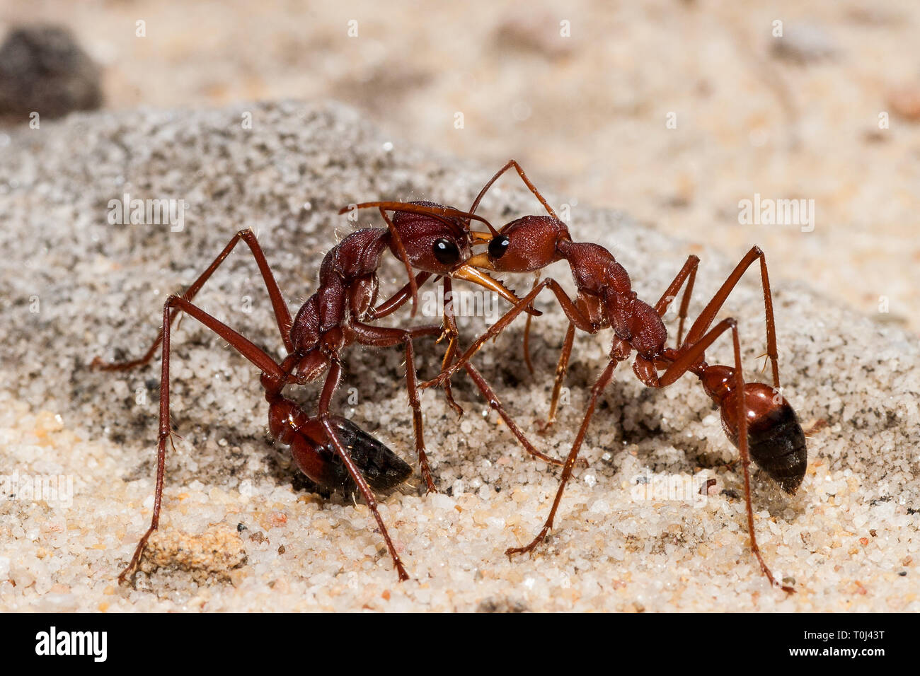Australian Bull Ant Stock Photo - Alamy