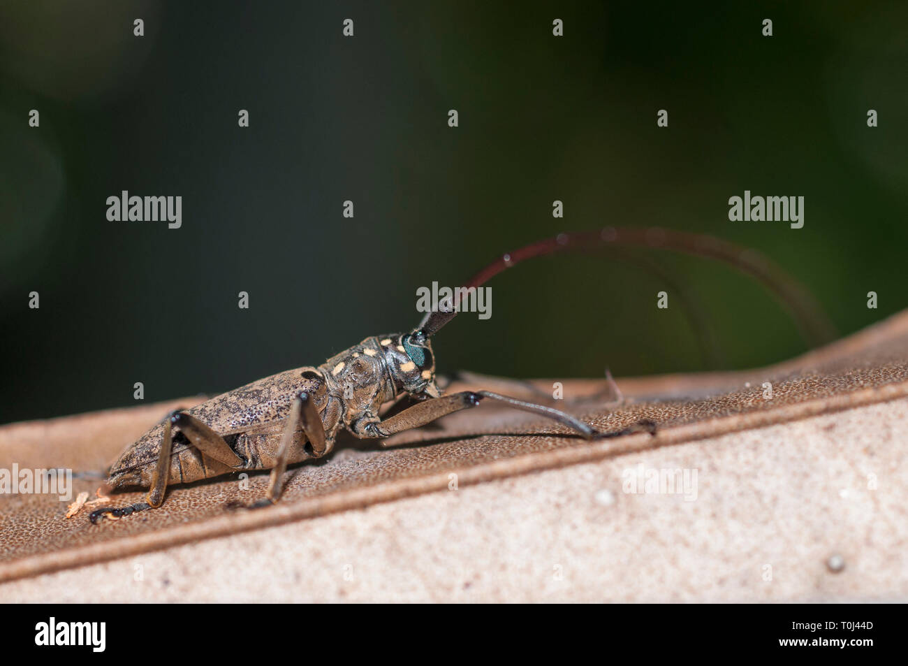 Cerambycid Beetle, aka Long Horned Beetle, Cerambycidae Family, on leaf ...