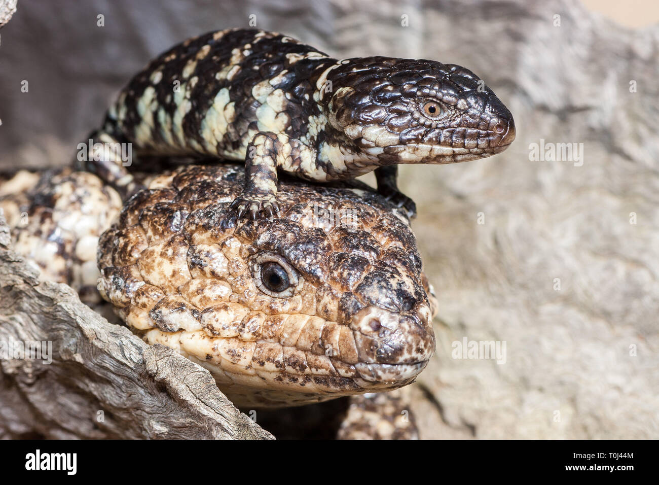 Mother and baby lizard hi-res stock photography and images - Alamy