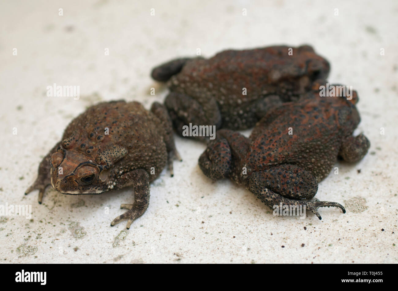 Asian Black-spined Toad trio, Duttaphrynus melanostictus, Klungkung ...