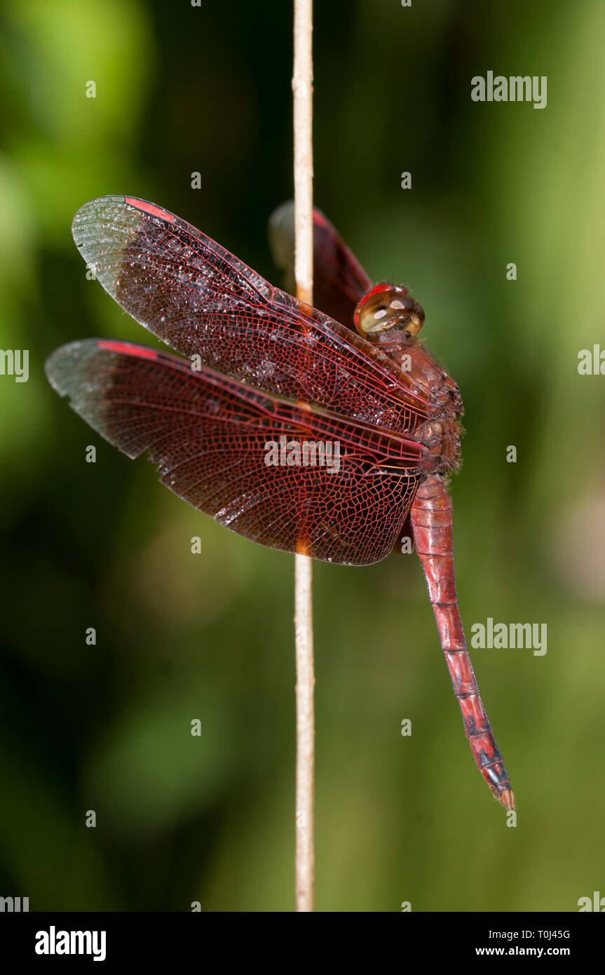 Indonesian Red-winged Dragonfly, Neurothemis terminata, Klungkung, Bali ...