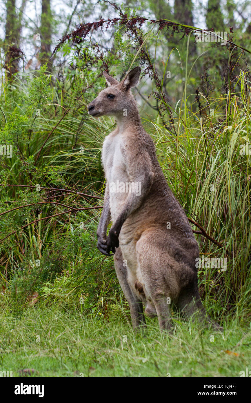 Buck Eastern Grey Kangaroo Stock Photo - Alamy