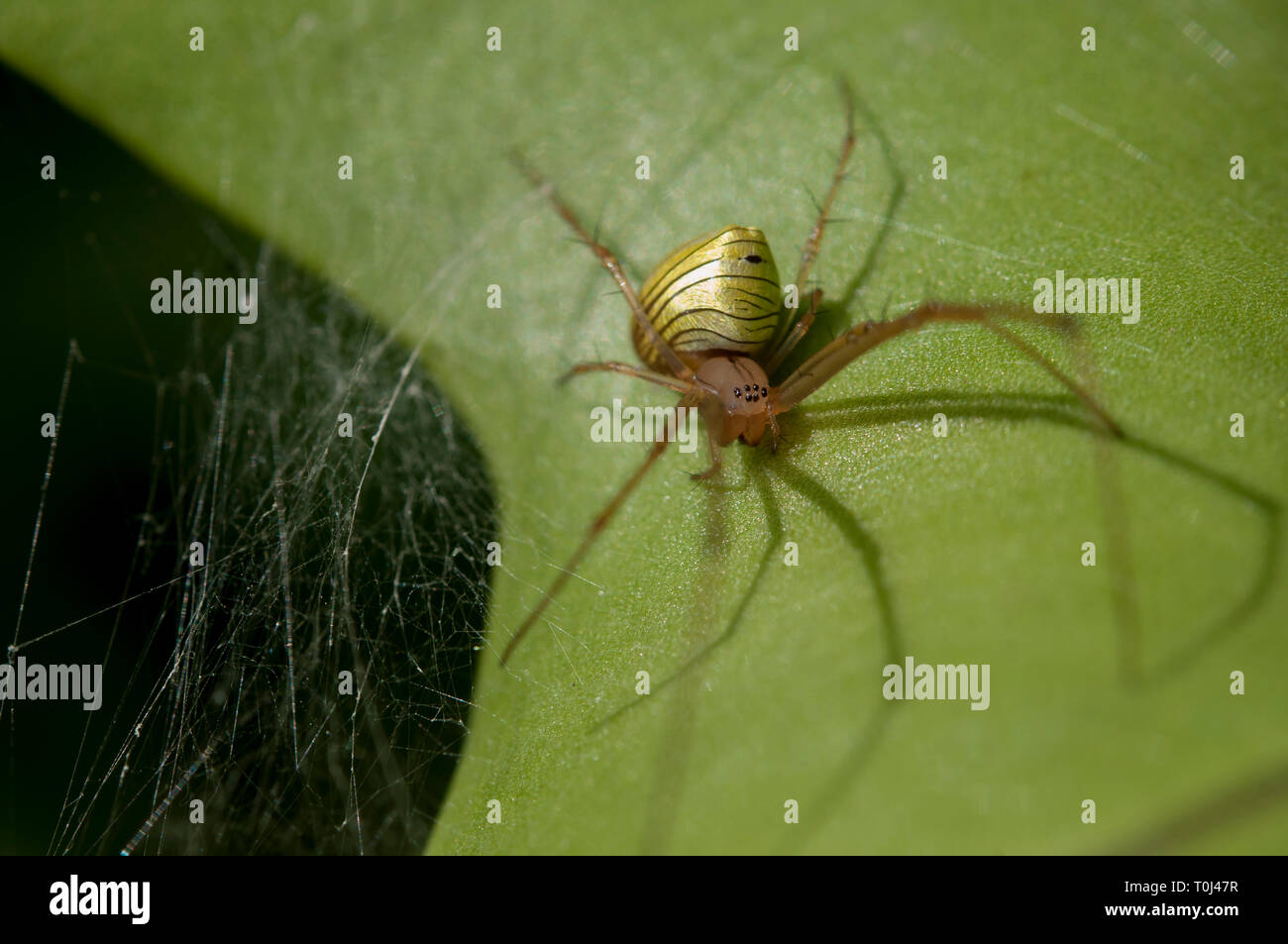 Long-clawed Orb Weaver Spider, Tylorida striata, with web on leaf ...