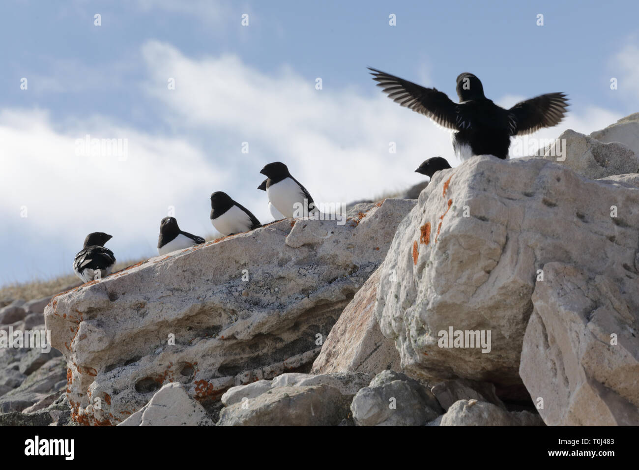 Little auks greenland hi-res stock photography and images - Alamy