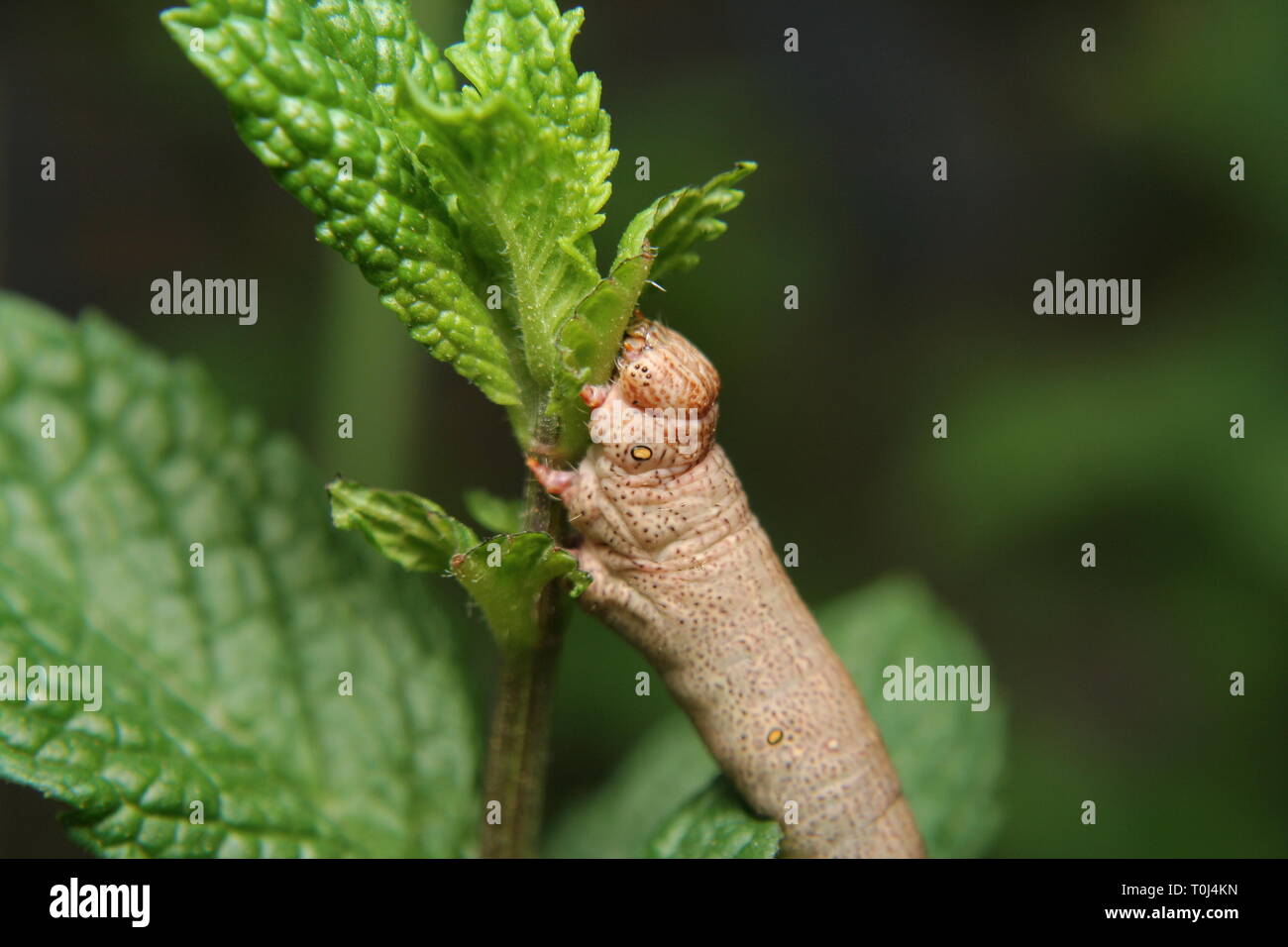 Looper caterpillar hi-res stock photography and images - Alamy