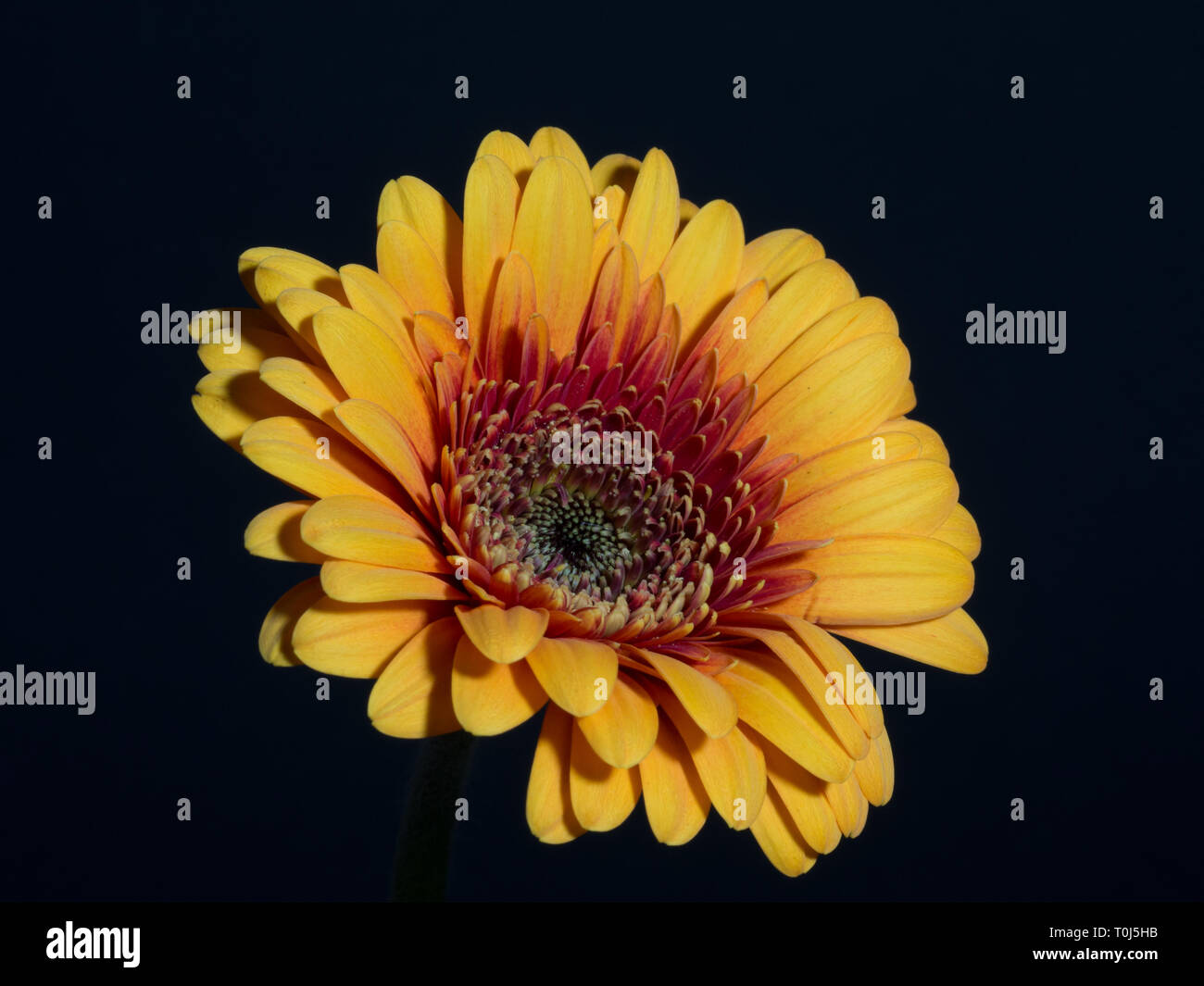 Gerbera daisy plant hi-res stock photography and images - Alamy