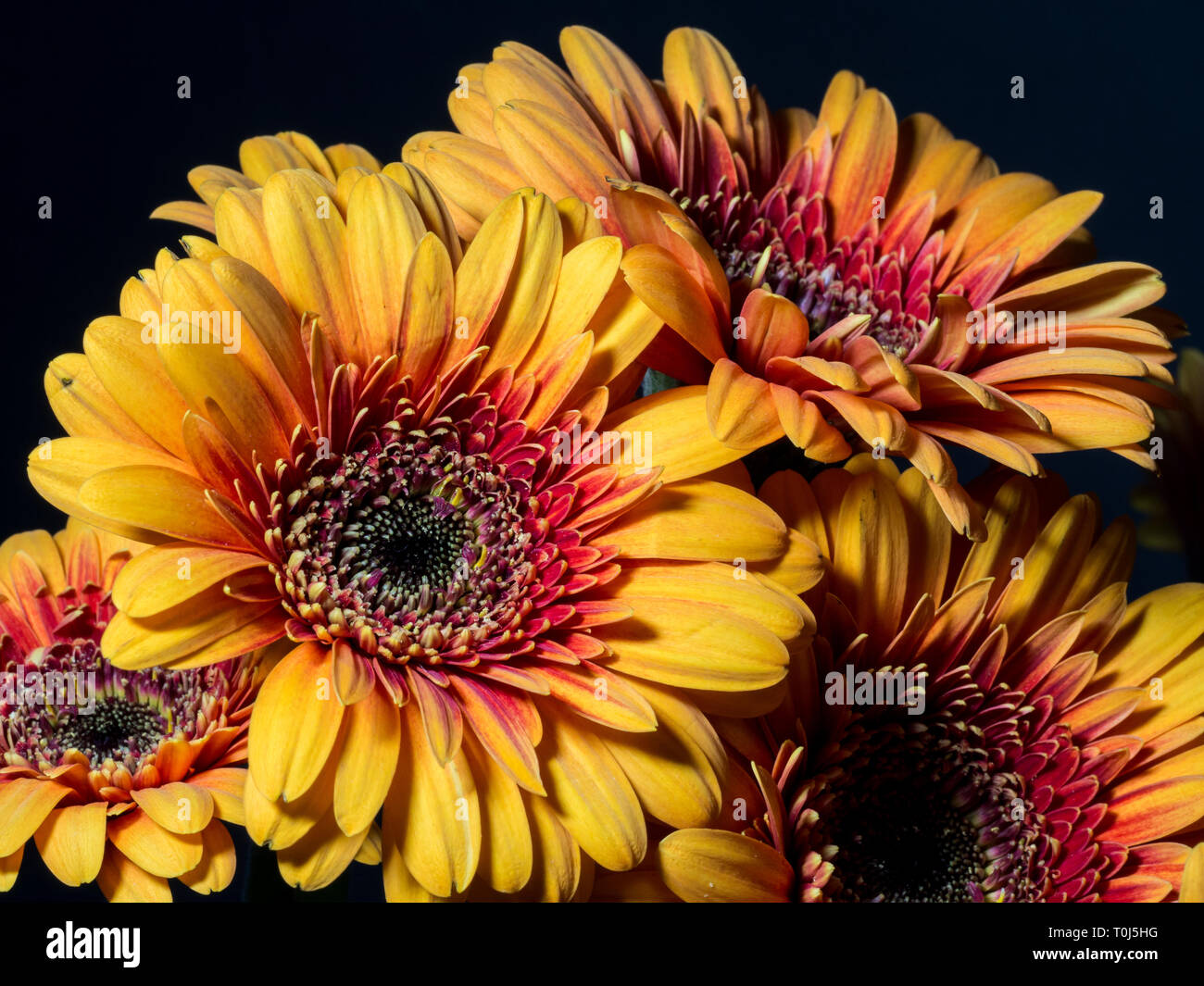 Flower gerbera daisy Stock Photo - Alamy